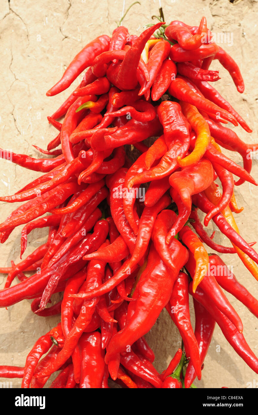 Harvest of red hot chili pepper in autumn Stock Photo - Alamy