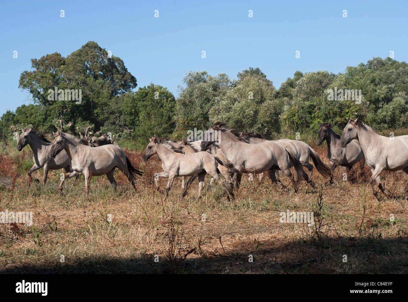Sorraia horse rare breed animal Portugal Europe Stock Photo - Alamy
