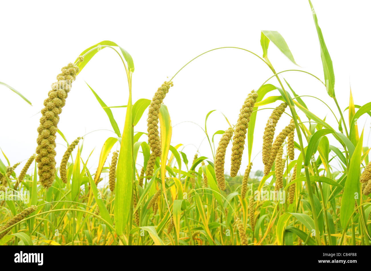 Crops farming agriculture autumn hi-res stock photography and images ...