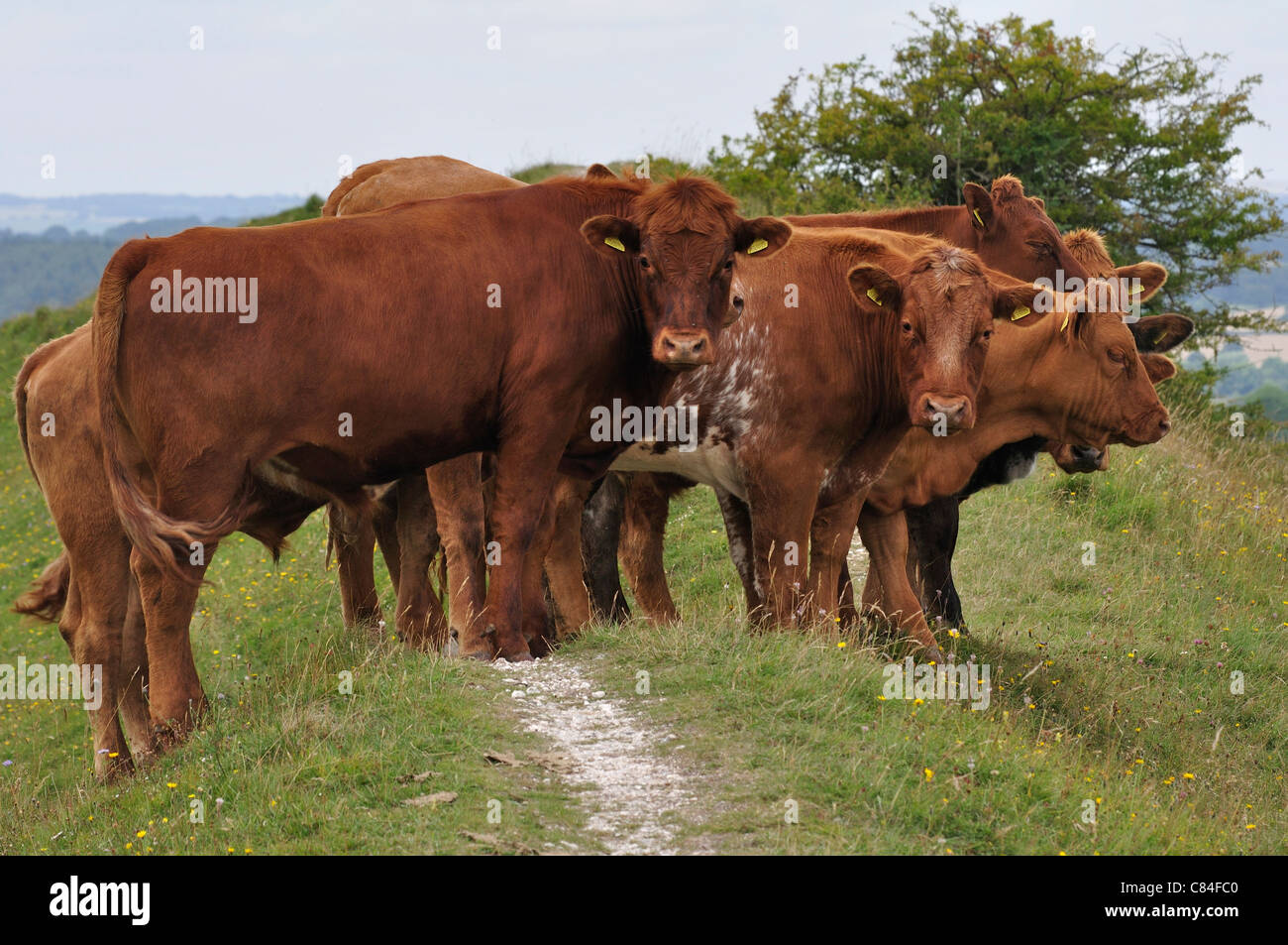 Red ruby cows hi-res stock photography and images - Alamy