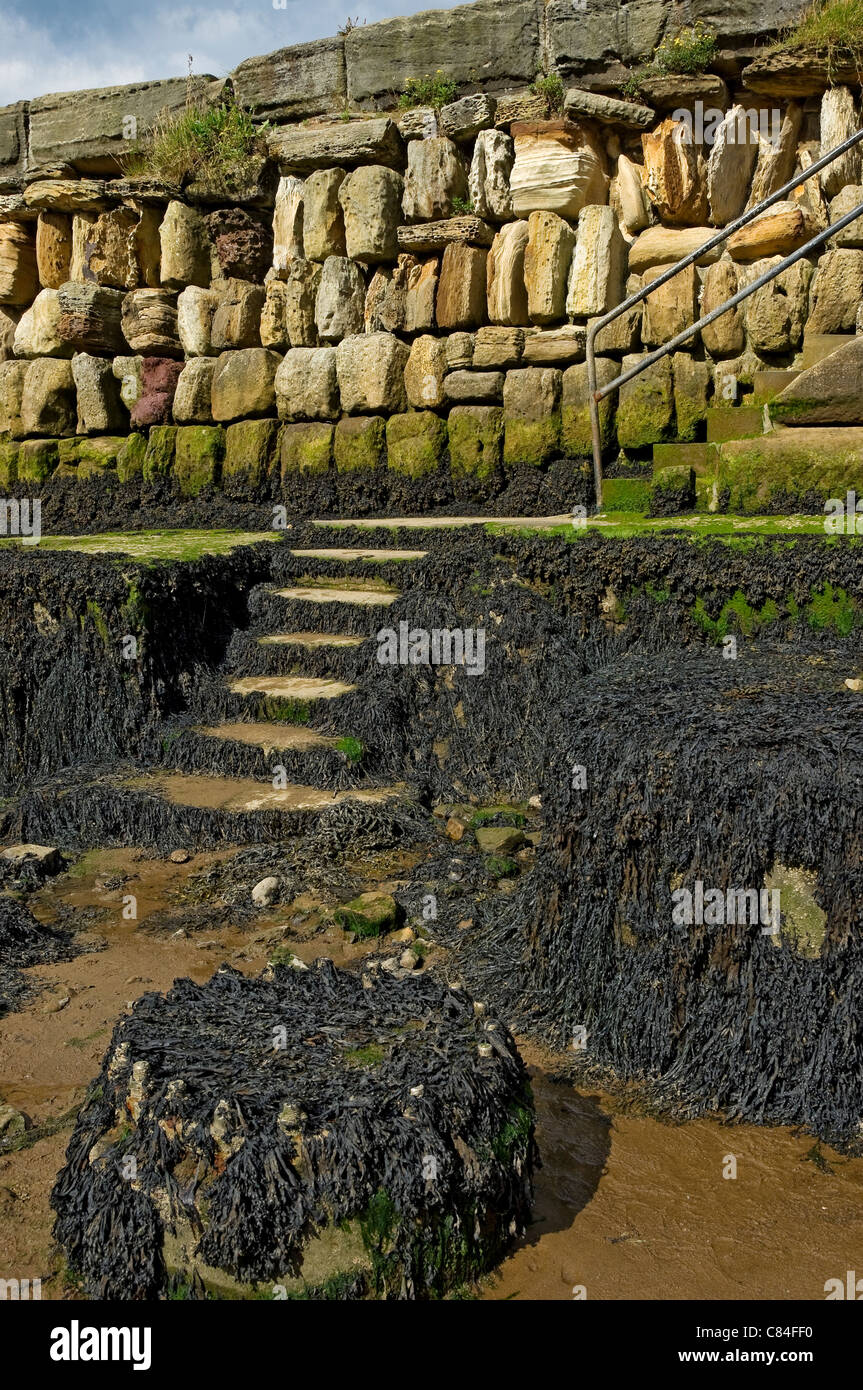 Seaweed covered wall hi-res stock photography and images - Alamy
