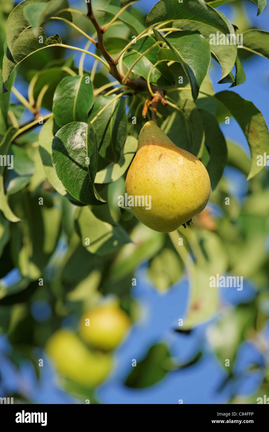 Against genetic engineering hi-res stock photography and images - Alamy