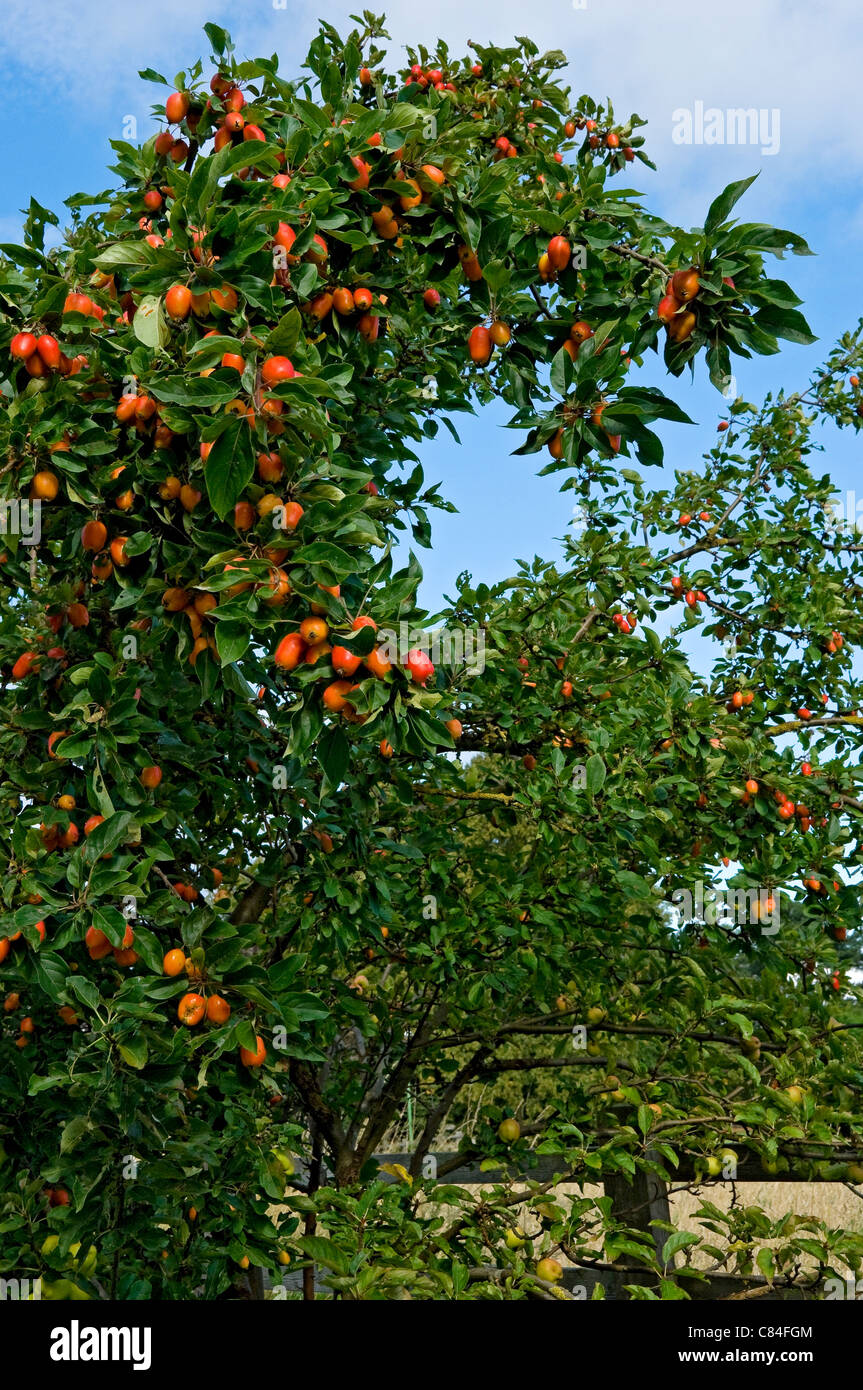 Growing fruit trees hi-res stock photography and images - Alamy