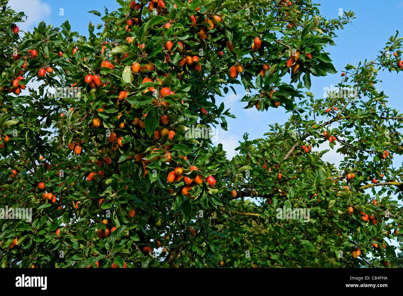 Ripe fruit fruits of crab apples tree apple trees England UK United ...