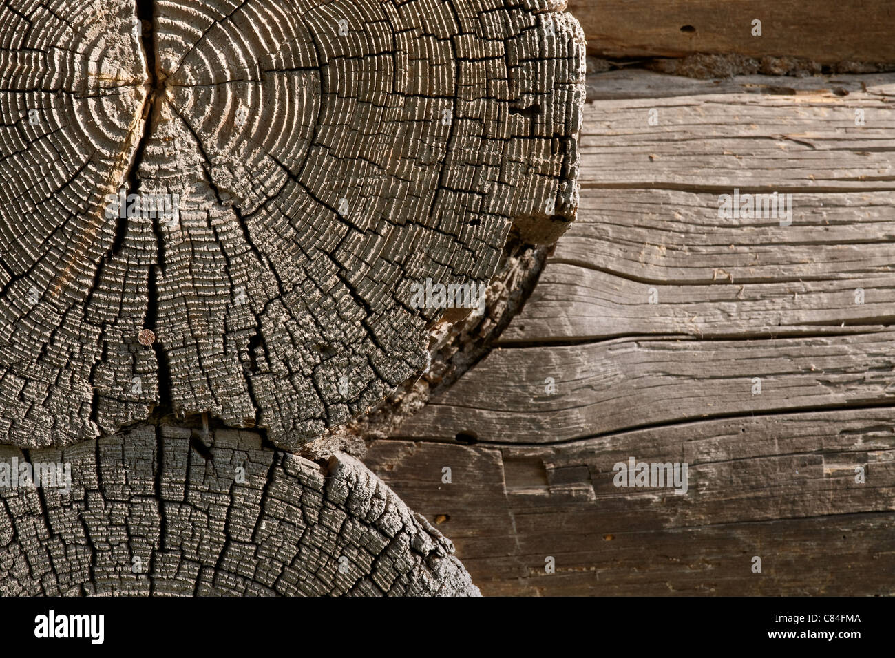 Old logs cracked from age in the wall of timbered house. Rusty nail in ...