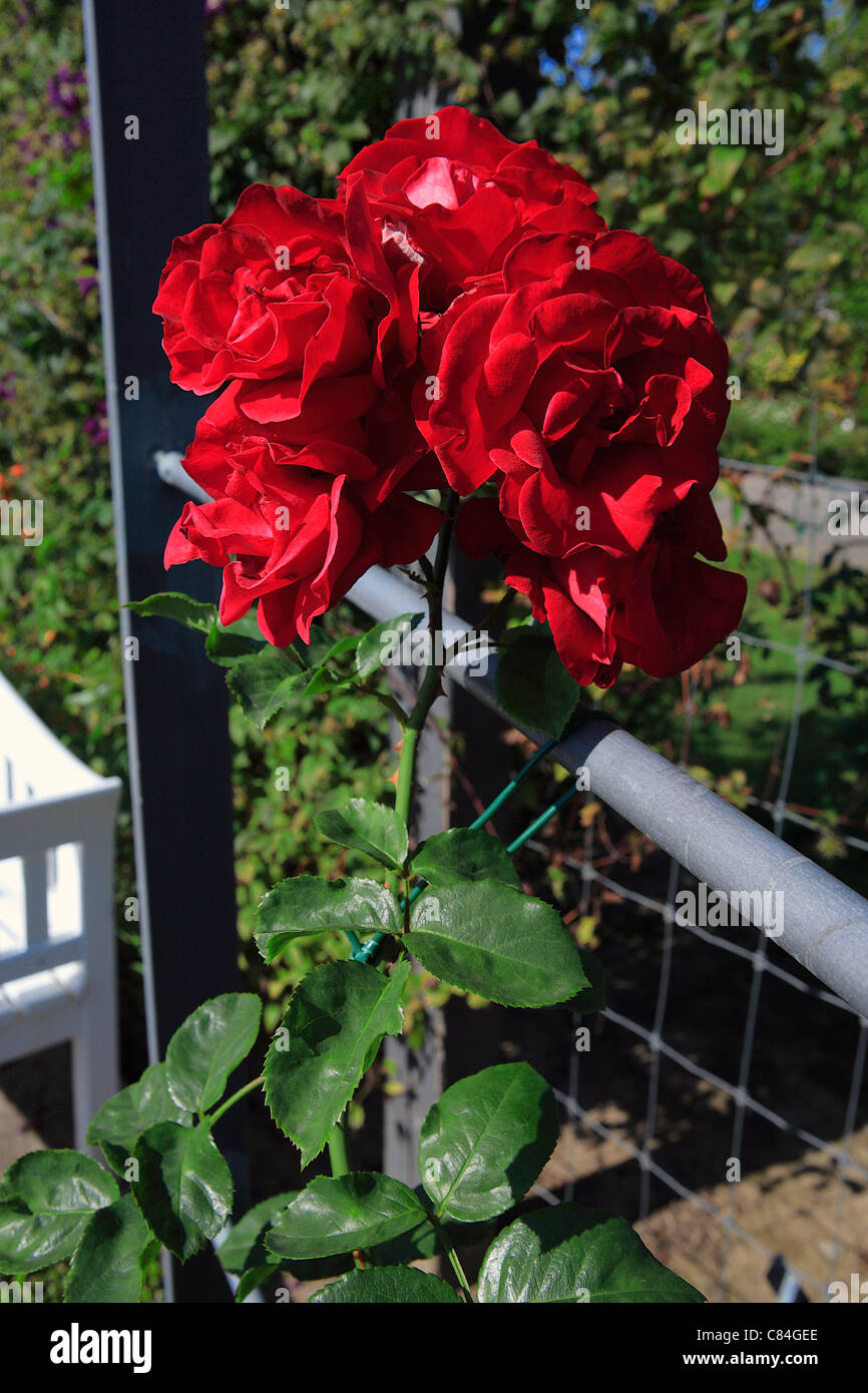 close up of red roses at europa rosarium sangerhausen, saxony-anhalt ...