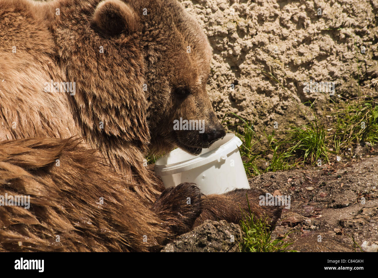 Bear portrait in Salzburg zoo in Austria Stock Photo - Alamy