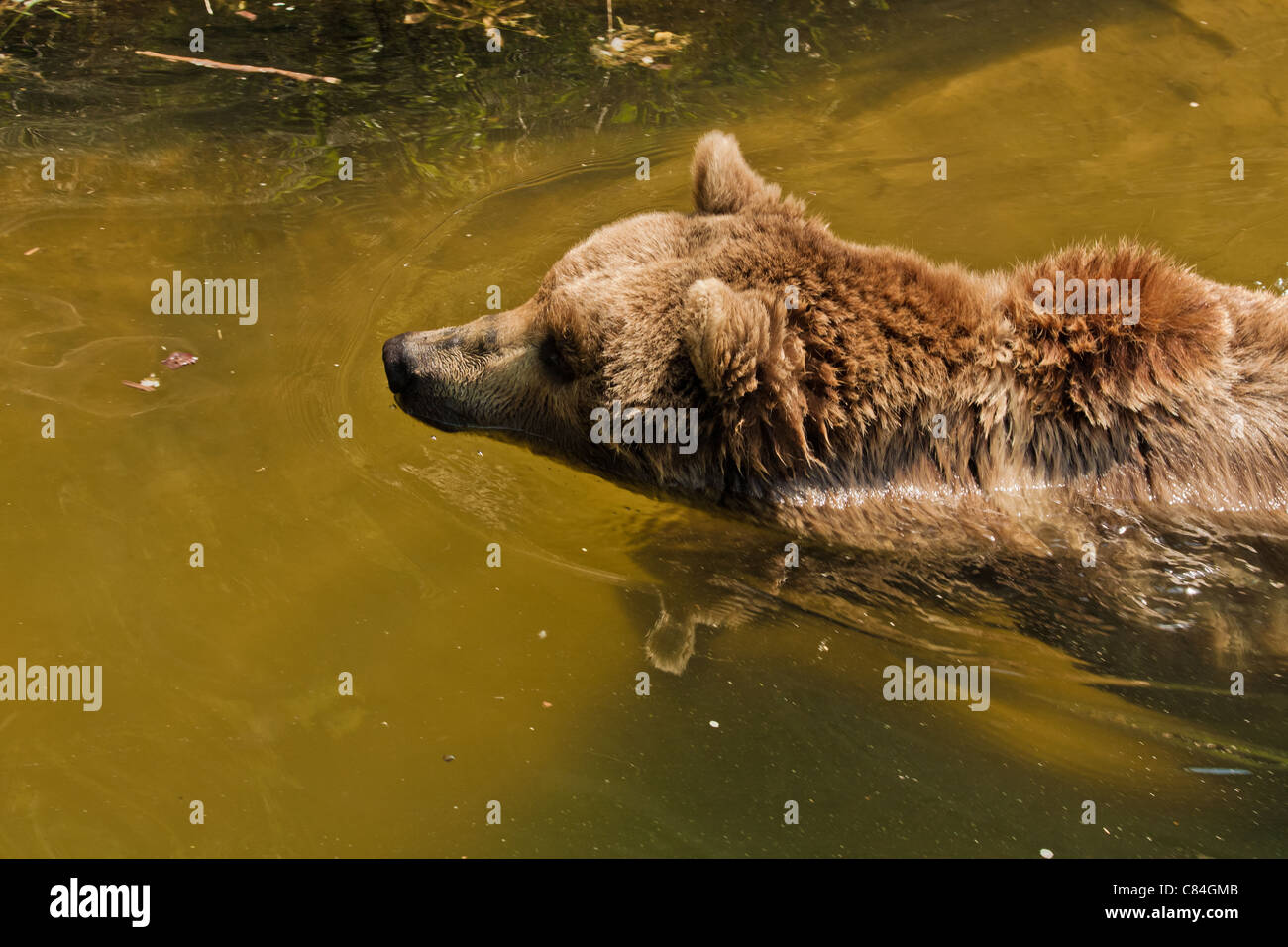Bear portrait in Salzburg zoo in Austria Stock Photo - Alamy