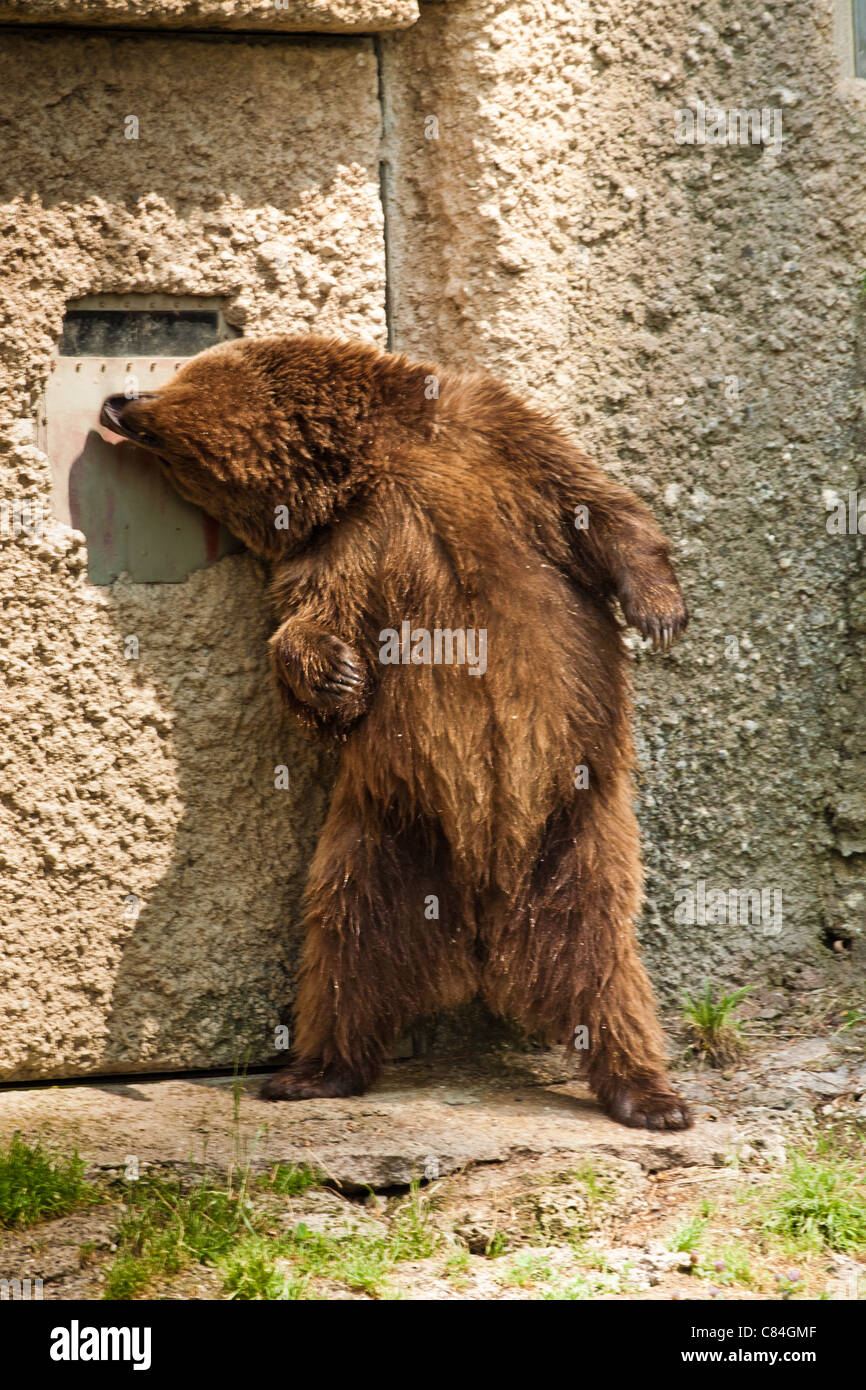 Bear portrait in Salzburg zoo in Austria Stock Photo - Alamy