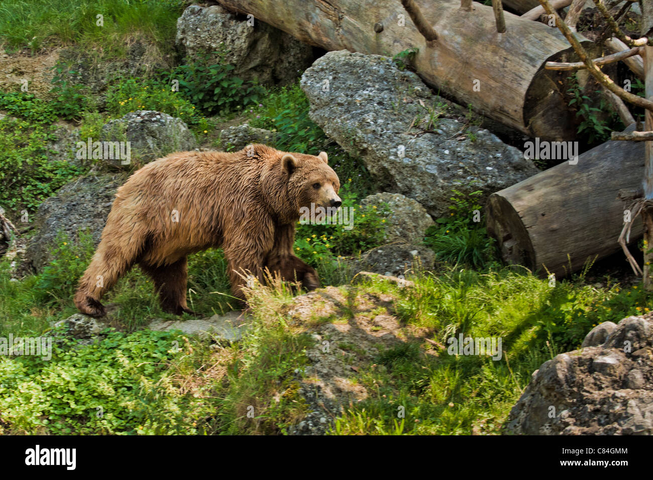 Bear portrait in Salzburg zoo in Austria Stock Photo - Alamy