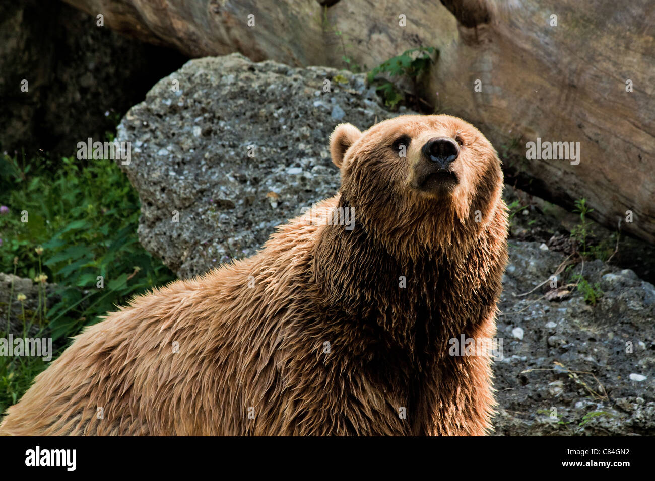 Bear portrait in Salzburg zoo in Austria Stock Photo - Alamy