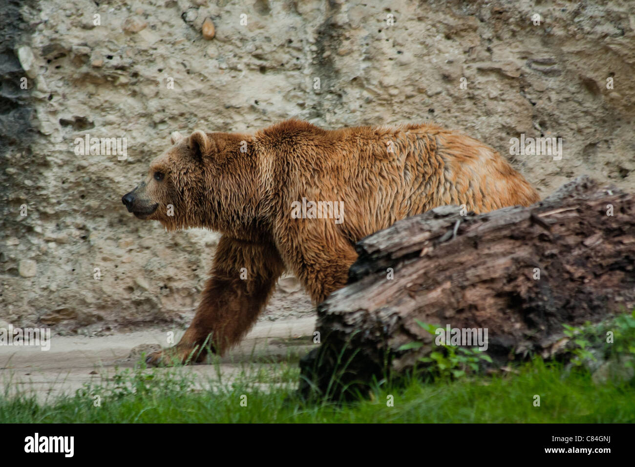 Bear portrait in Salzburg zoo in Austria Stock Photo - Alamy