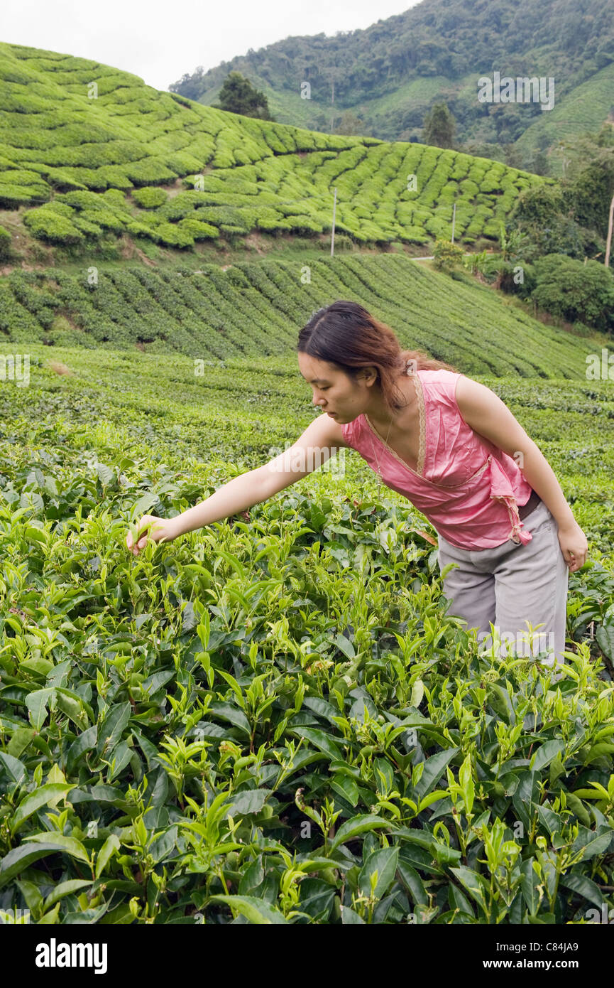 Boh sungai palas hi-res stock photography and images - Alamy