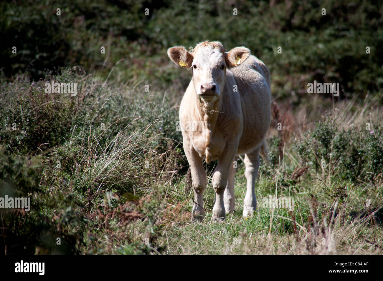 Cow in green landscape, Sherkin Island off the Coast Skibbereen Co Cork ...