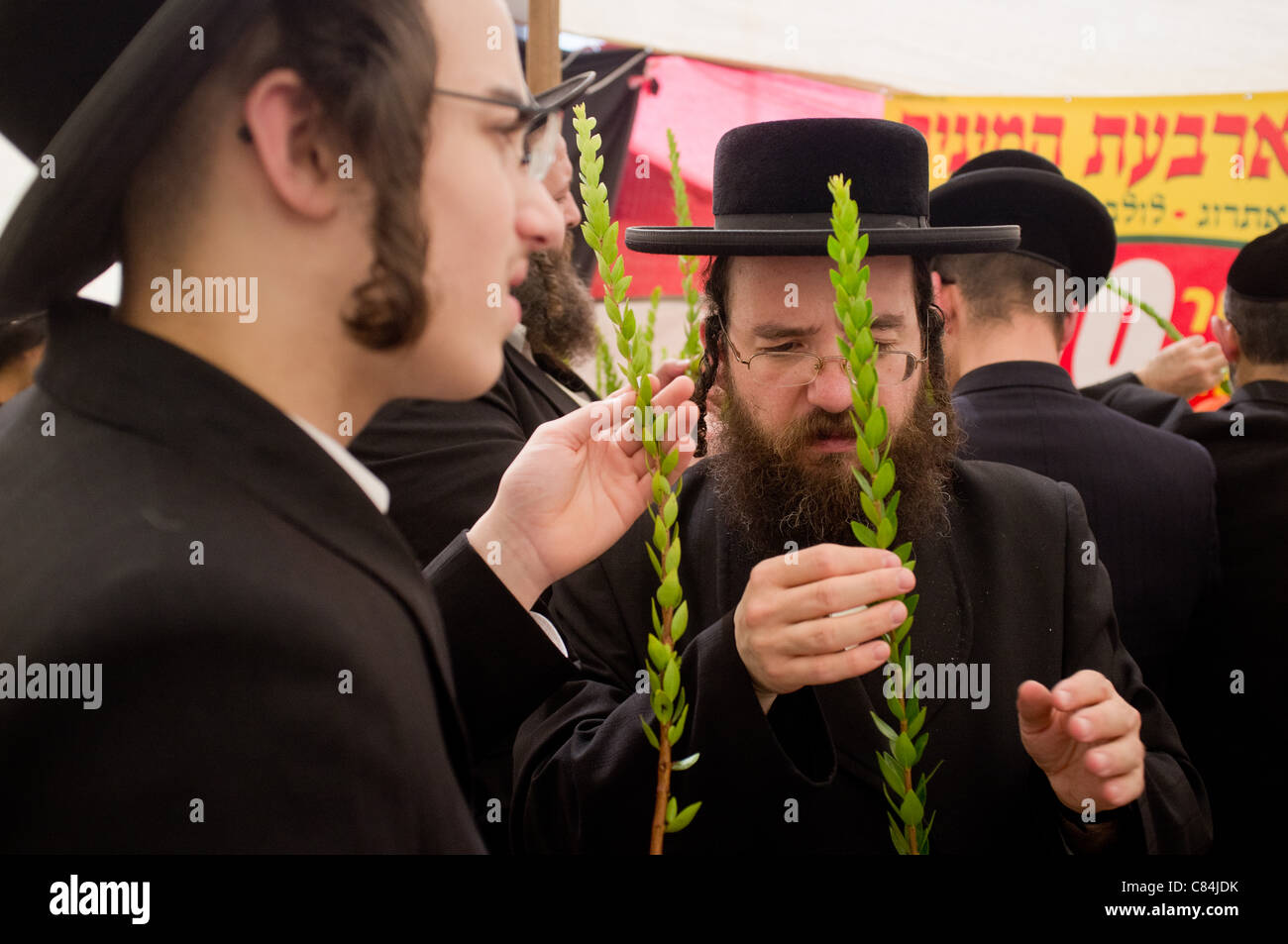 Religious Jews inspect and purchase "the four species", as ordered in ...