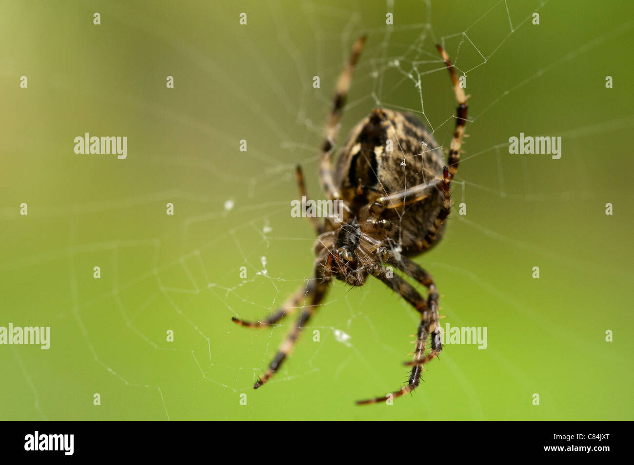 Female garden spider in web Stock Photo - Alamy