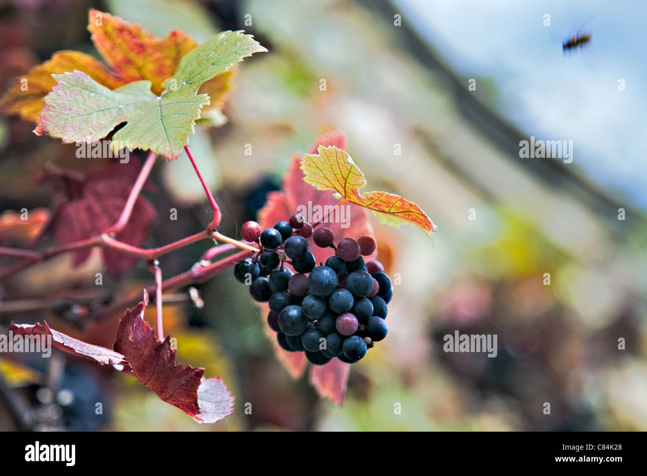 Black grapes on the vine Stock Photo - Alamy
