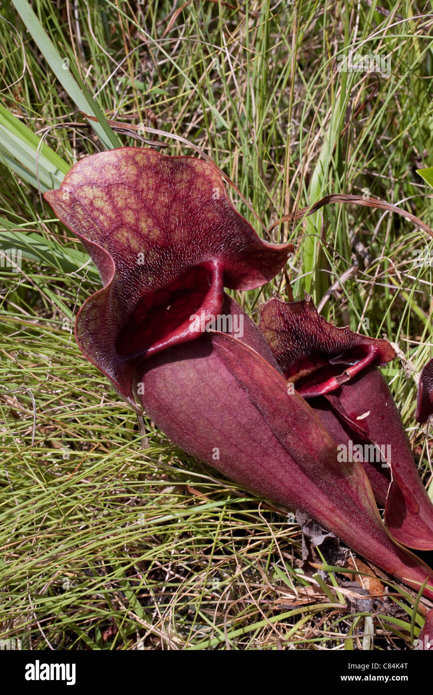 Carnivorous Burk's Pitcher Plant Sarracenia rosea Florida USA Stock ...