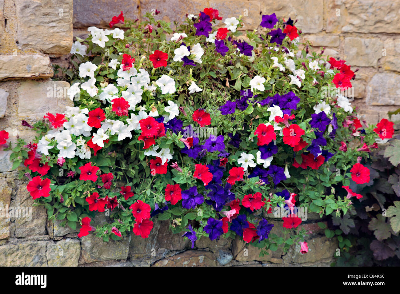 Floral display of multicoloured Petunias Stock Photo - Alamy