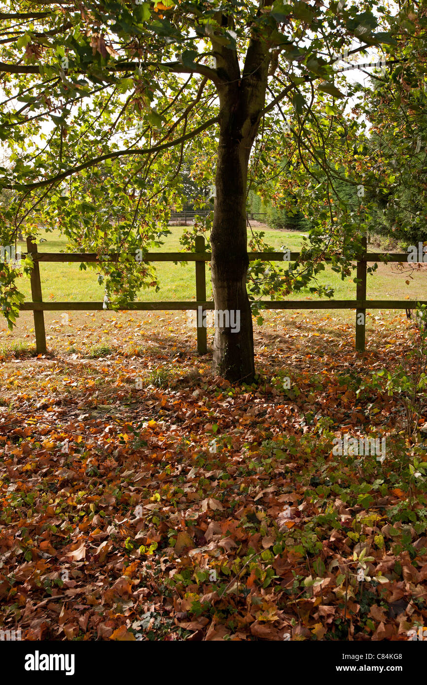 Autumn leaves lying below a tree Stock Photo - Alamy