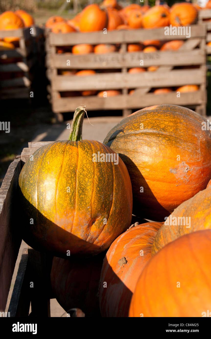 Pumpkins in boxes hi-res stock photography and images - Alamy