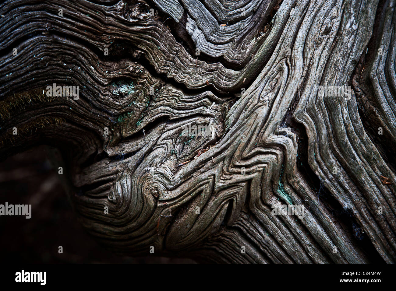 Tree age lines hi-res stock photography and images - Alamy