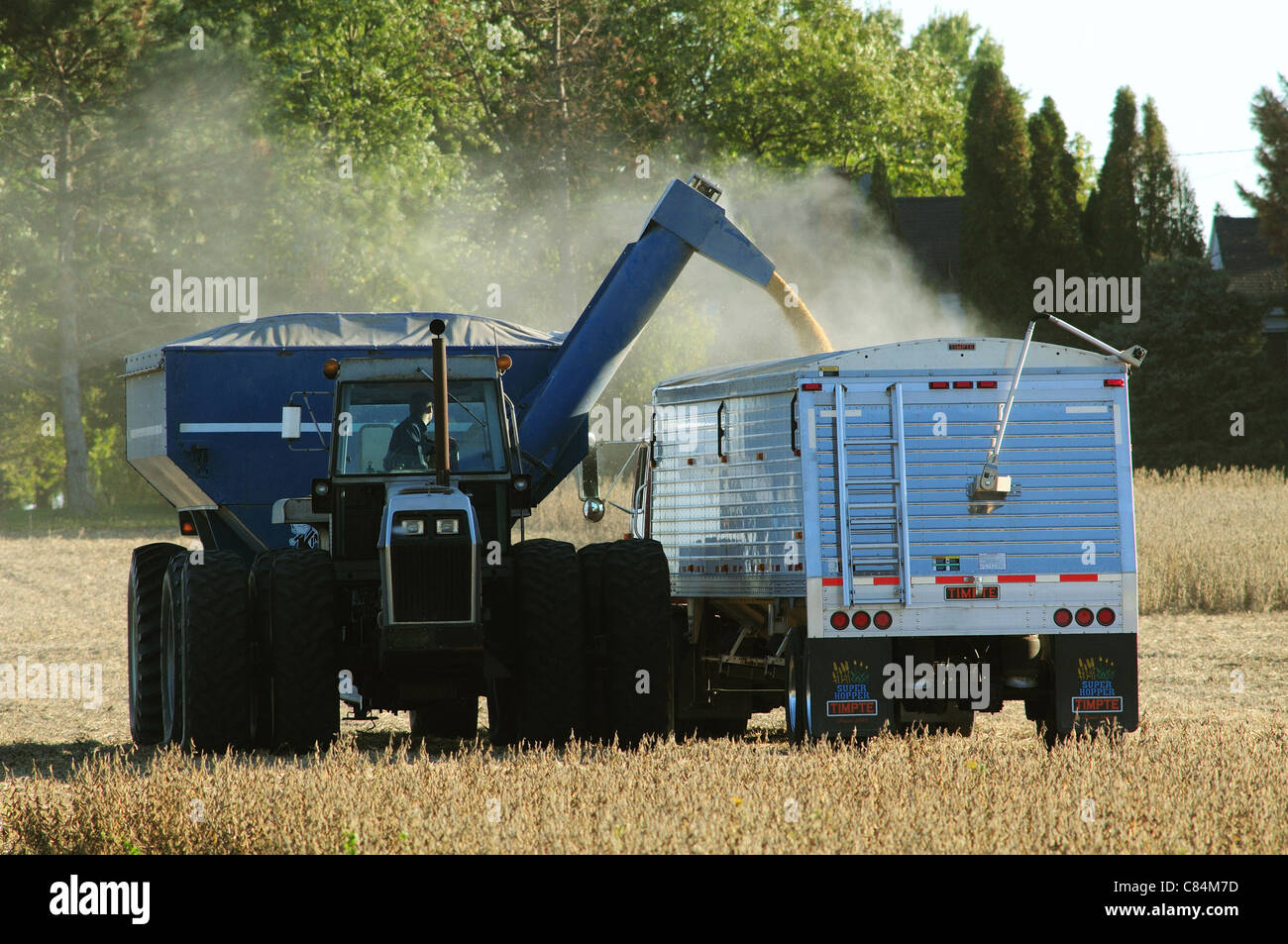 A grain wagon off loads soybeans to a grain truck before taking the ...