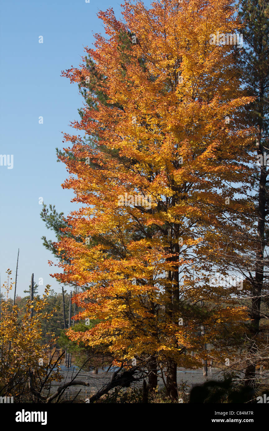 Autumn tree with orange, yellow and rust coloured leaves Stock Photo ...