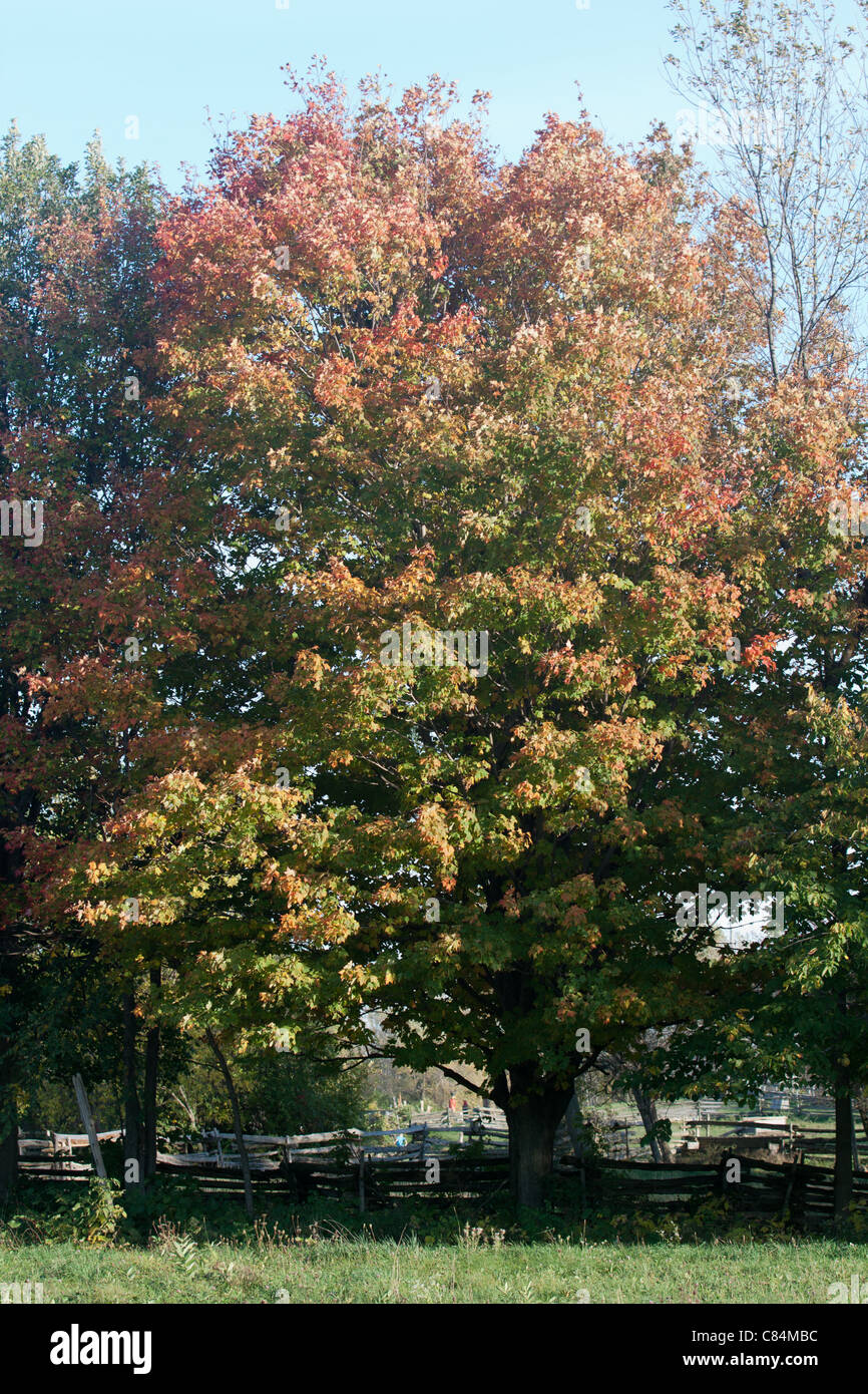 Maple tree in Autumn in full colour change Stock Photo - Alamy