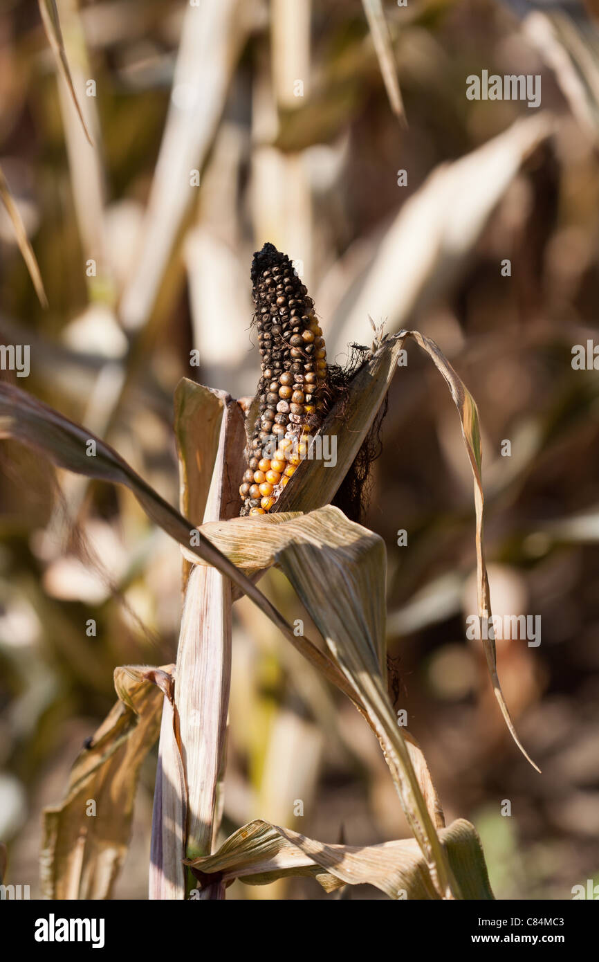 Maize life cycle hi-res stock photography and images - Alamy