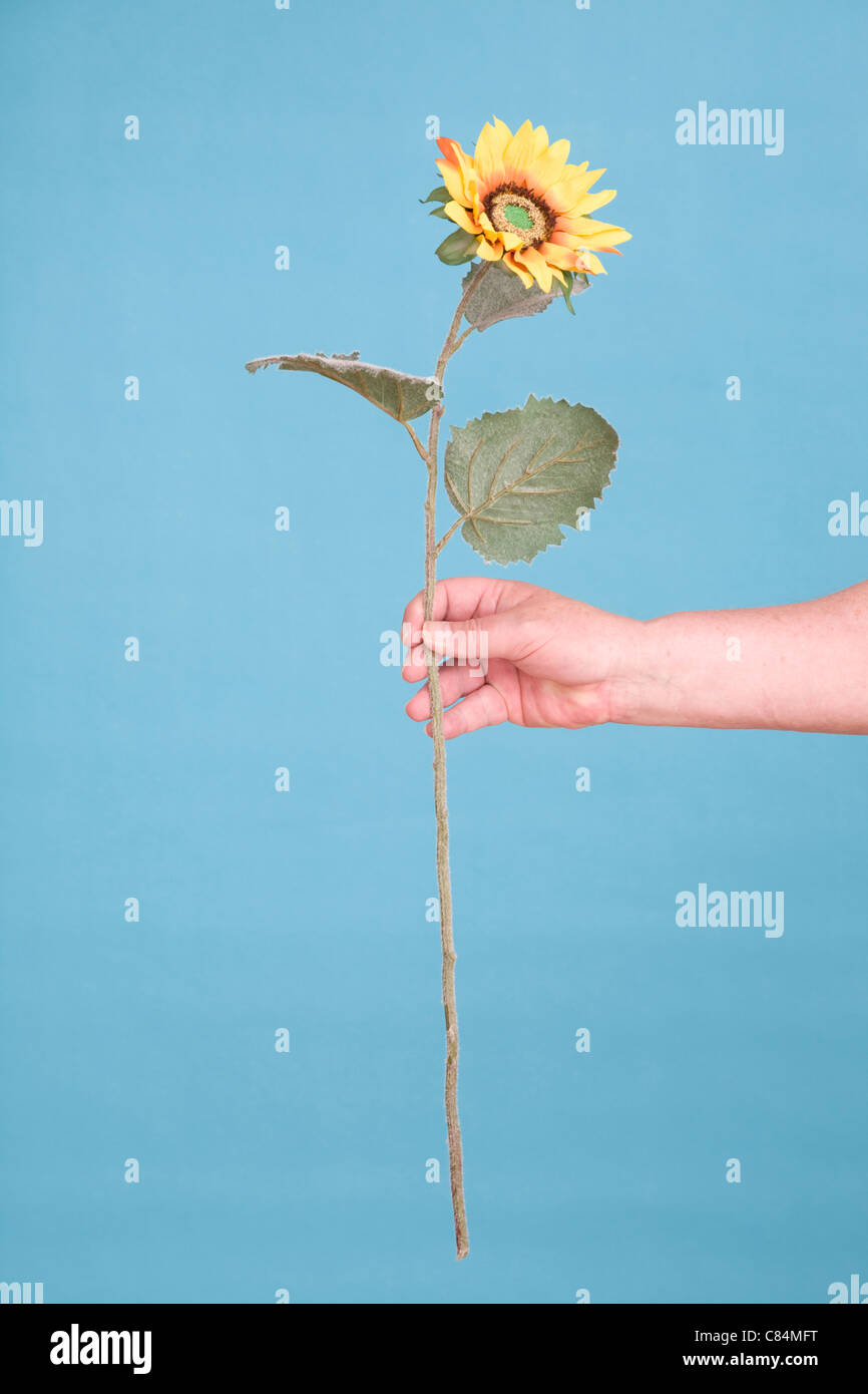 Hand holding a sunflower Stock Photo - Alamy
