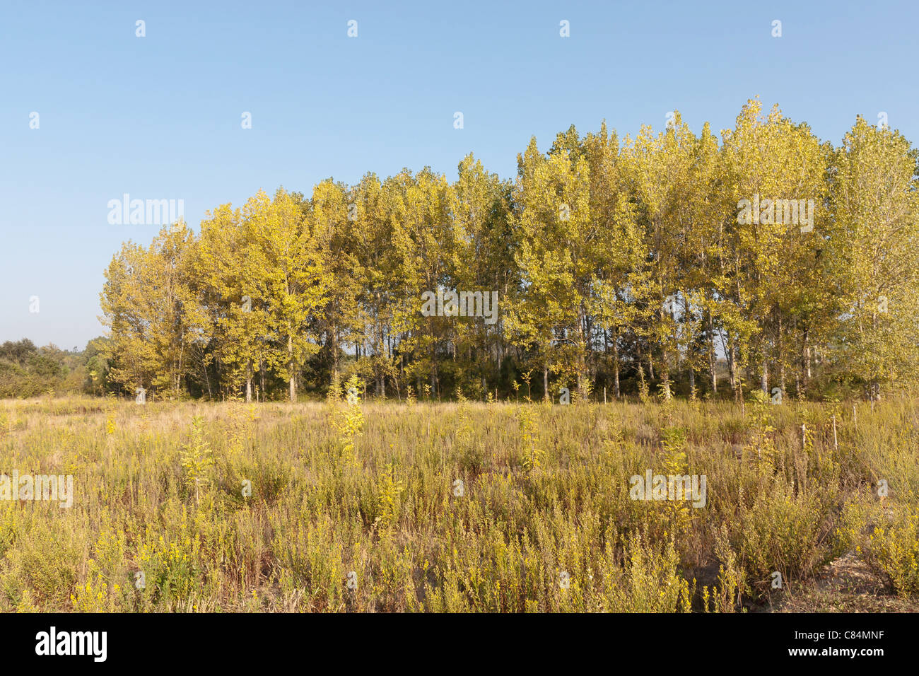 Lowland water meadow landscape hi-res stock photography and images - Alamy