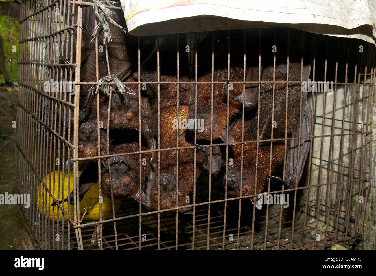 Fruit bats for sale at roadside stall, part of the bushmeat trade, with ...