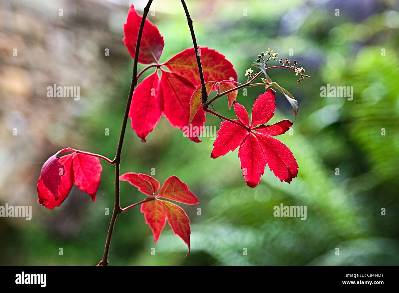 Virginia creeper berry hi-res stock photography and images - Alamy
