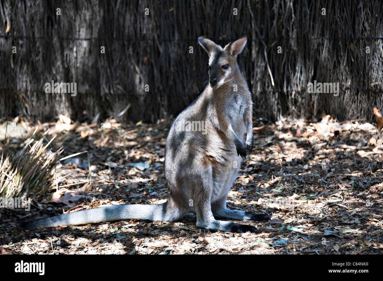 A Grey Kangaroo in Taronga Zoo Sydney New South Wales Australia Stock ...