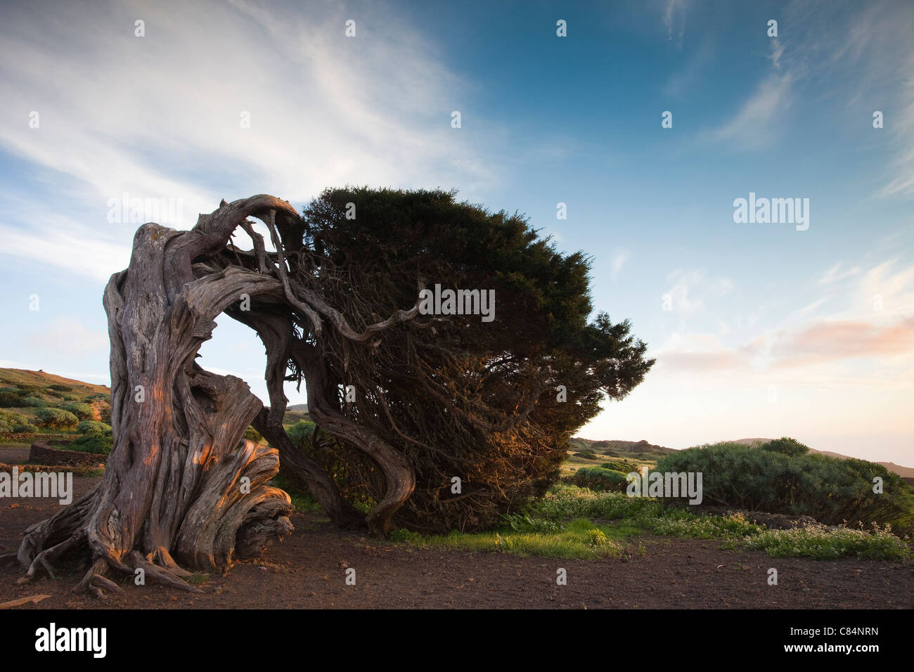 Curved tree in rural landscape Stock Photo - Alamy
