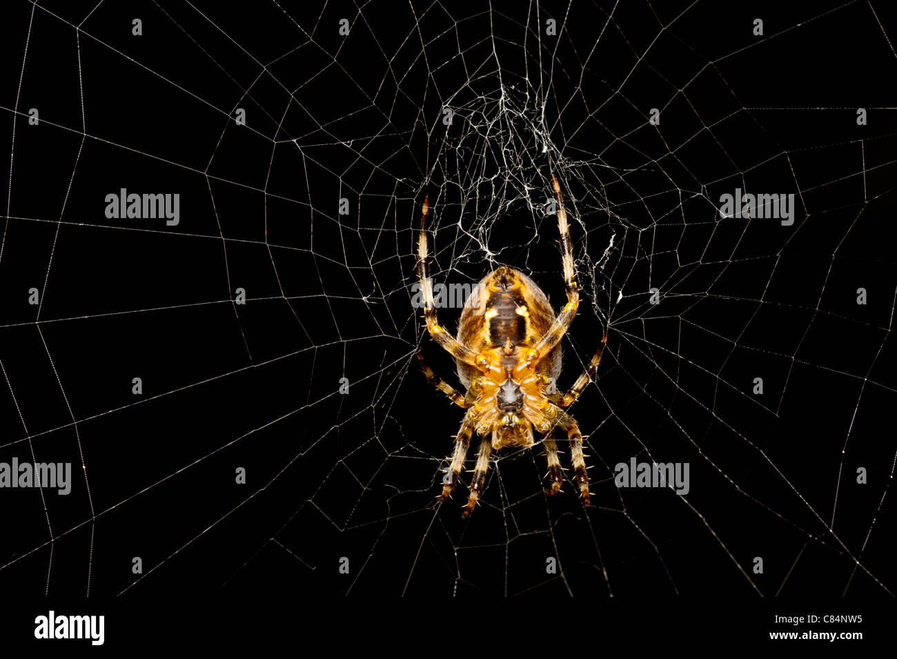 Ambush trap hi-res stock photography and images - Alamy