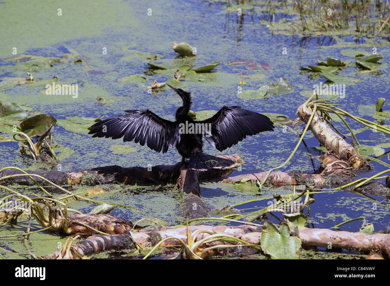 The Anhinga water bird Stock Photo - Alamy