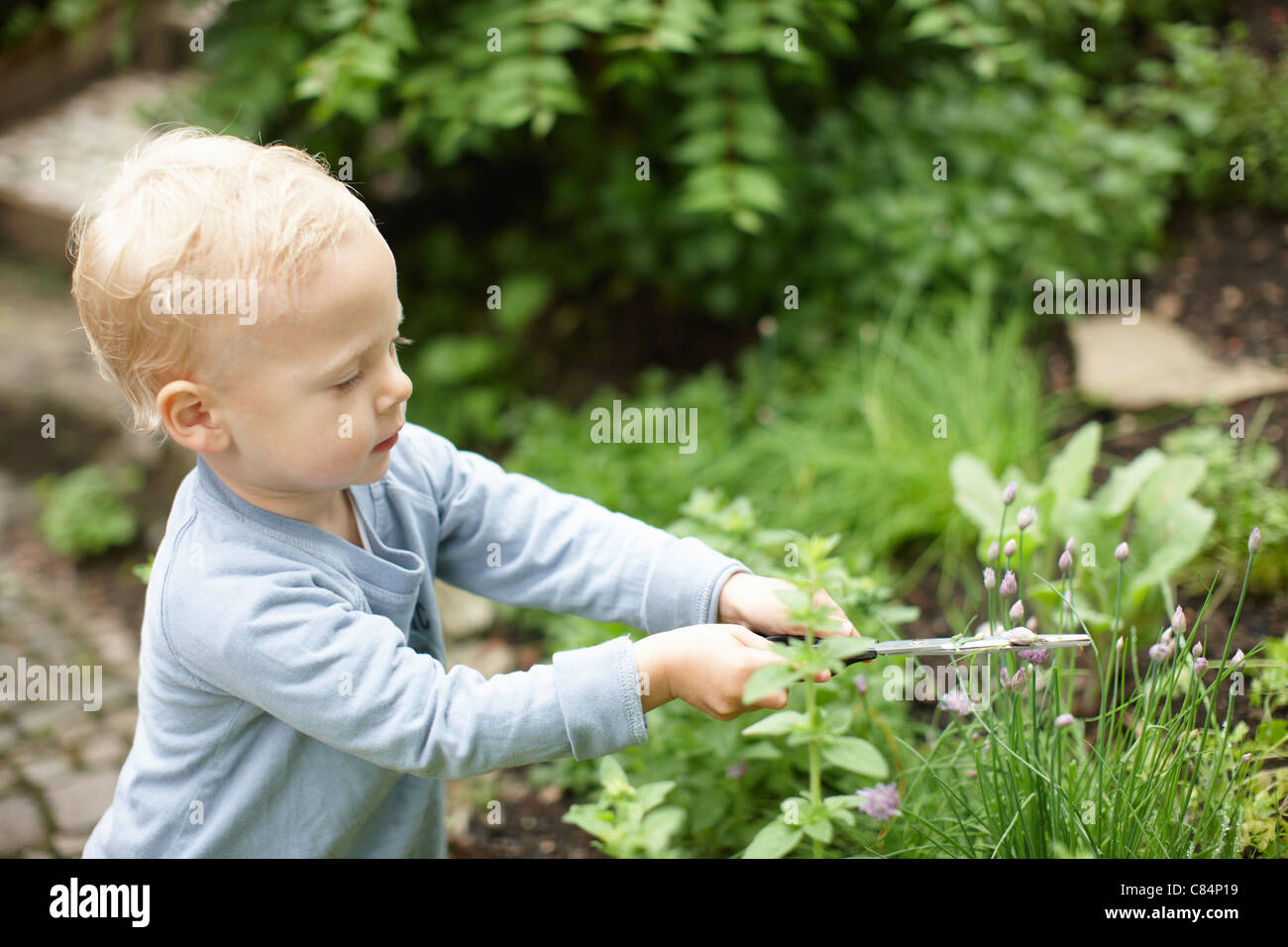 Toddler boy trimming plants in backyard Stock Photo - Alamy
