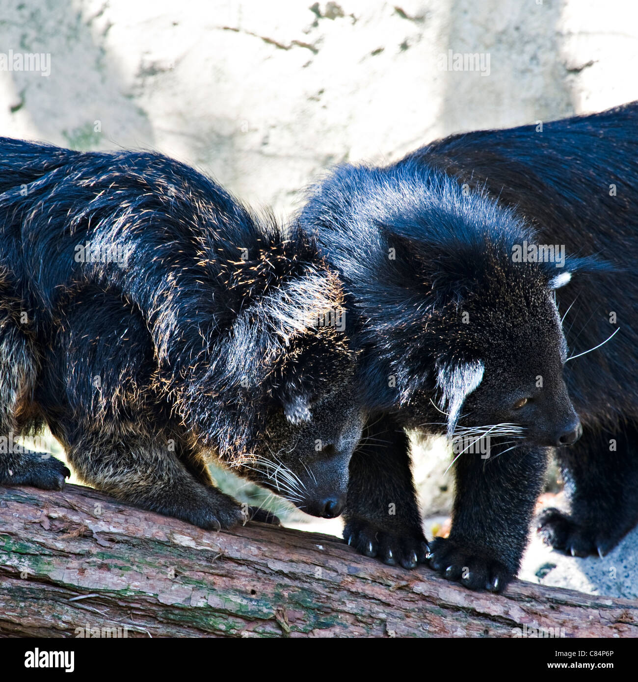 Bearcats hi-res stock photography and images - Alamy
