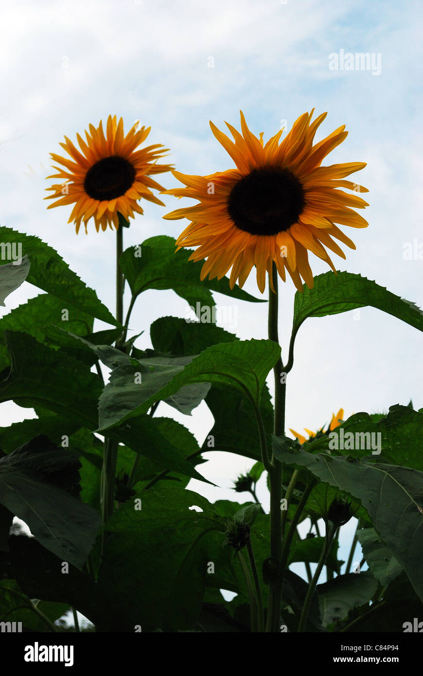 Two Sunflowers Plants Stock Photo - Alamy