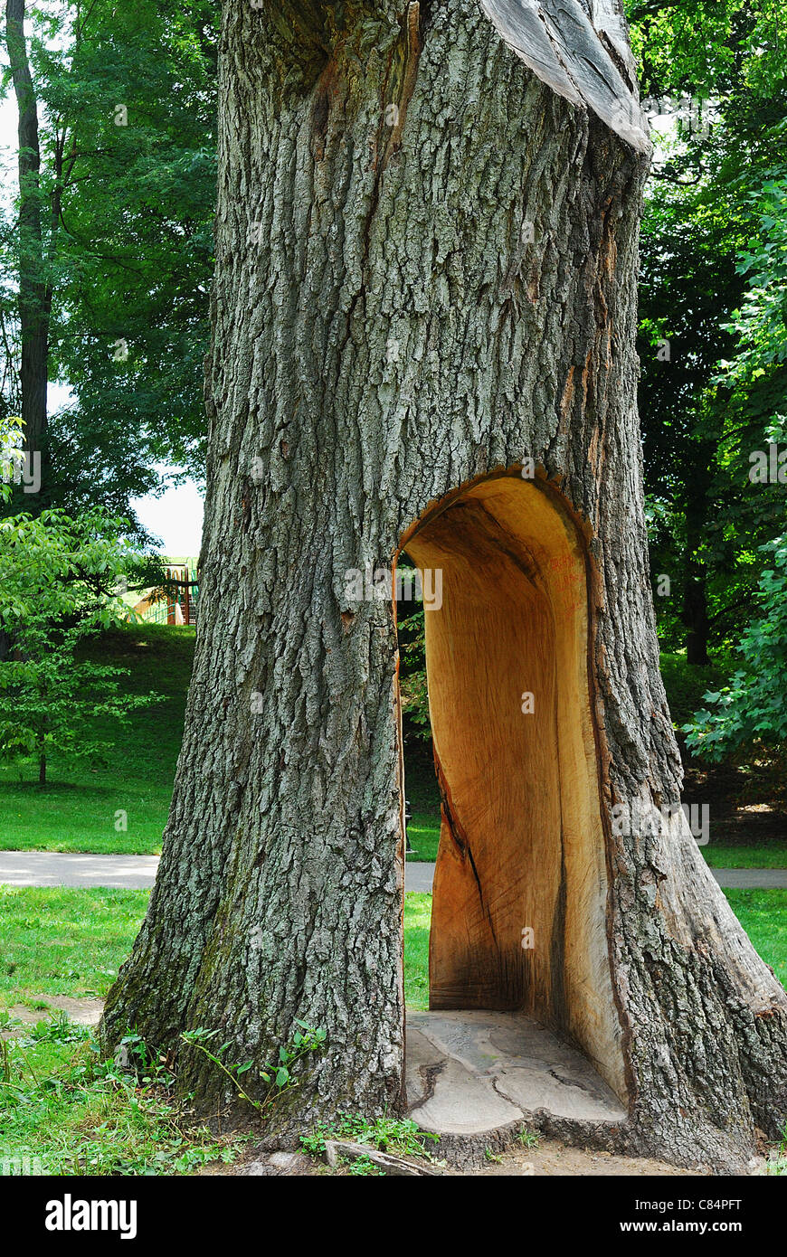 Passage through trunk of dead tree Stock Photo - Alamy