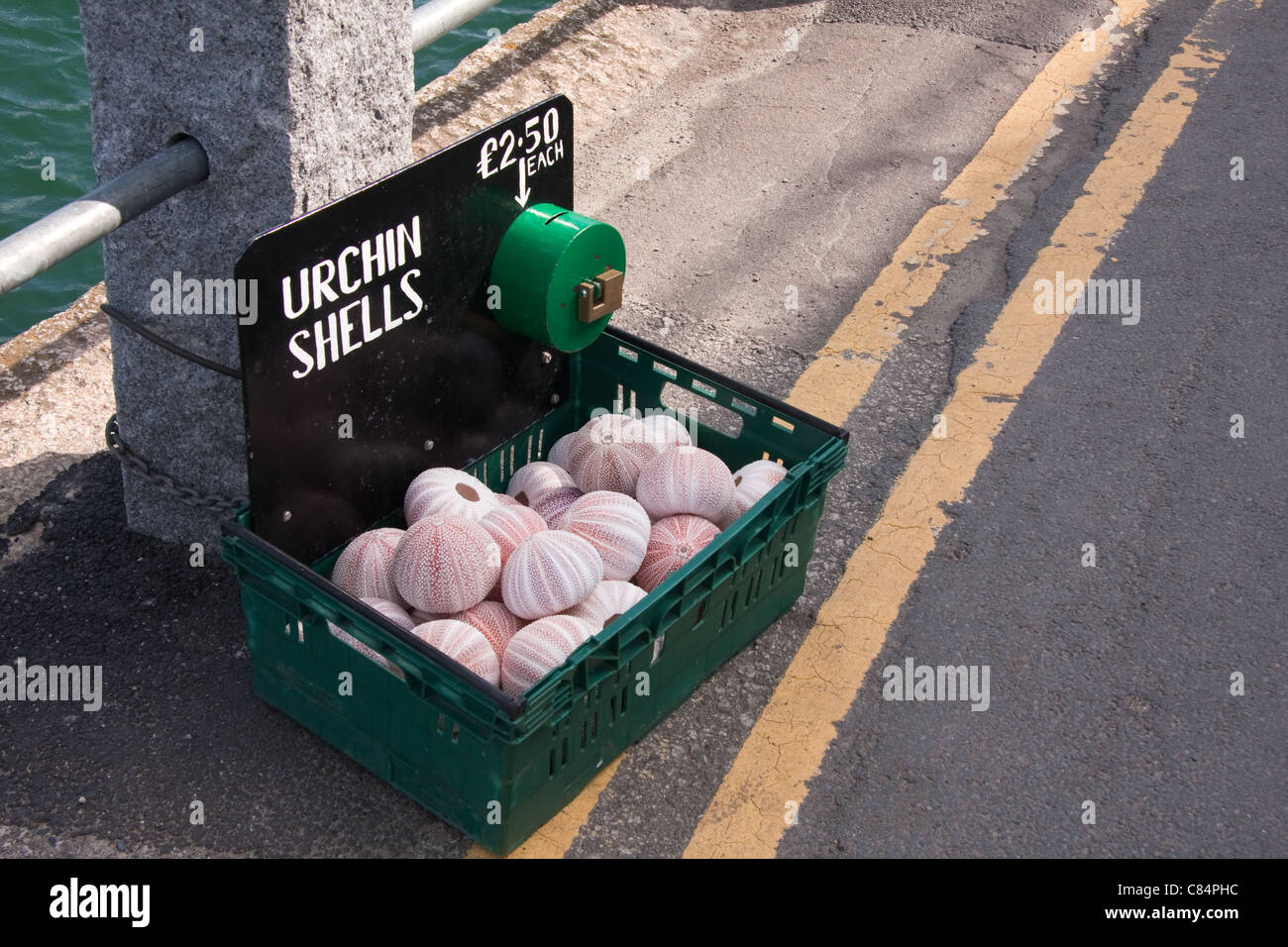 Sea urchin cornwall hi-res stock photography and images - Alamy