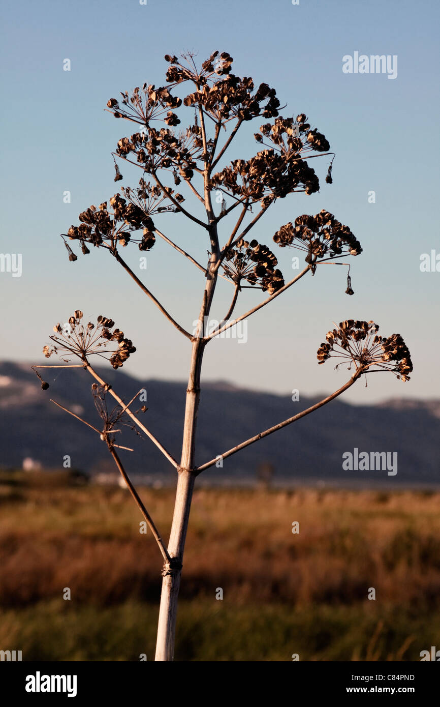 Vieste italy hi-res stock photography and images - Alamy