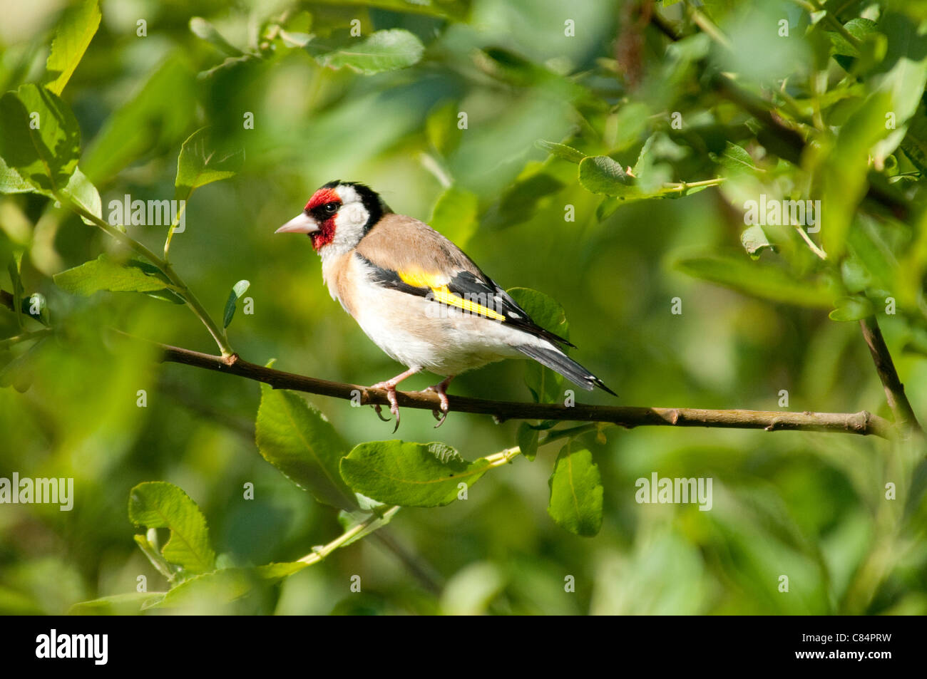 Gold finch bird hi-res stock photography and images - Alamy