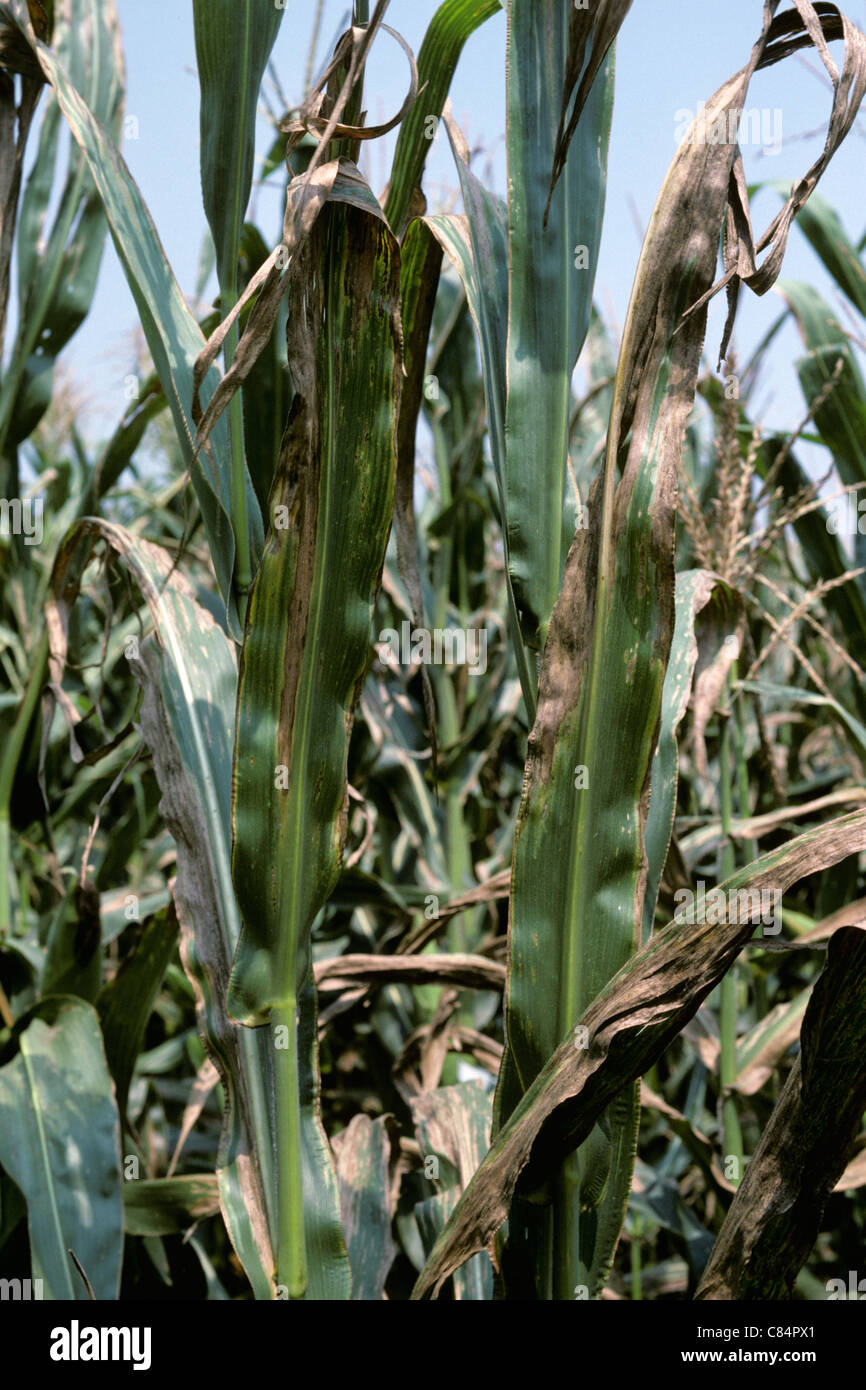 Goss's bacterial wilt (Clavibacter michiganensis) necrotic lesions on ...