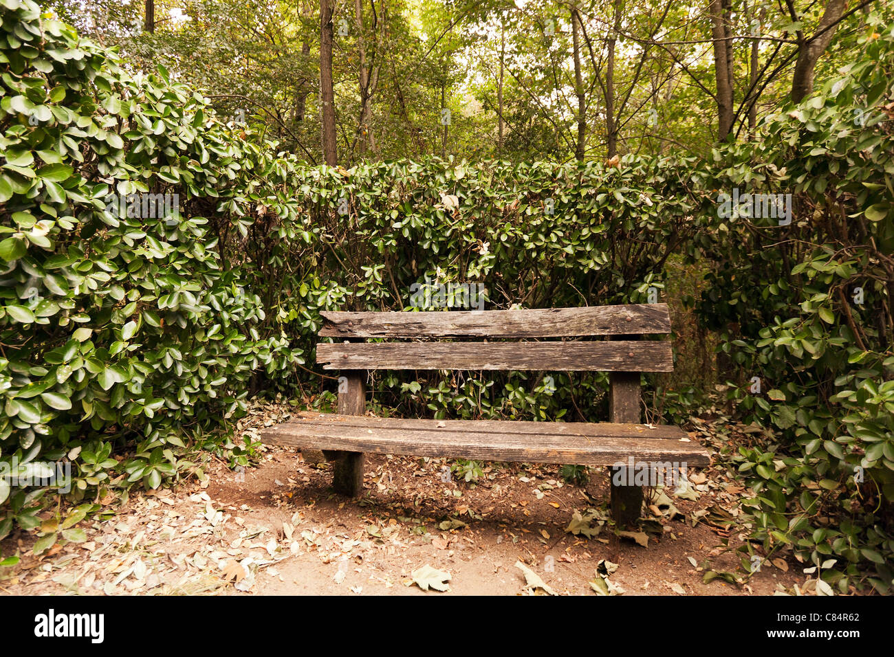 Wooden bench on Forest Stock Photo - Alamy