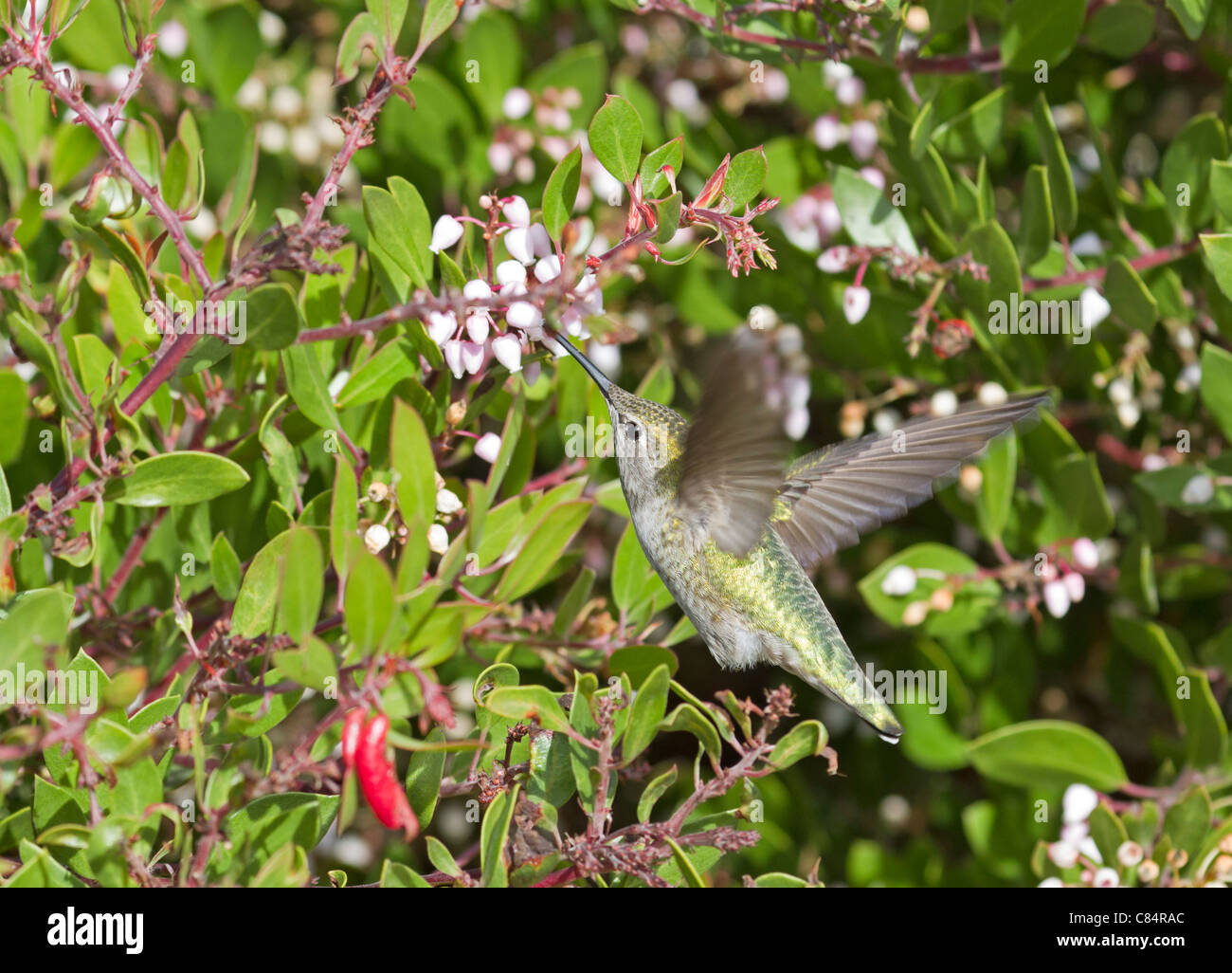 Hummingbird Plants High Resolution Stock Photography and Images - Alamy