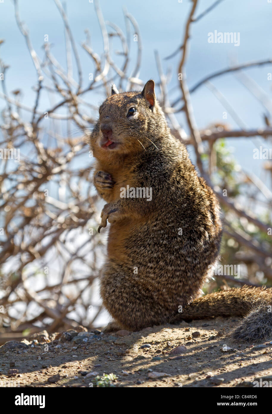 Ground squirrel ardilla terrestre hi-res stock photography and images ...