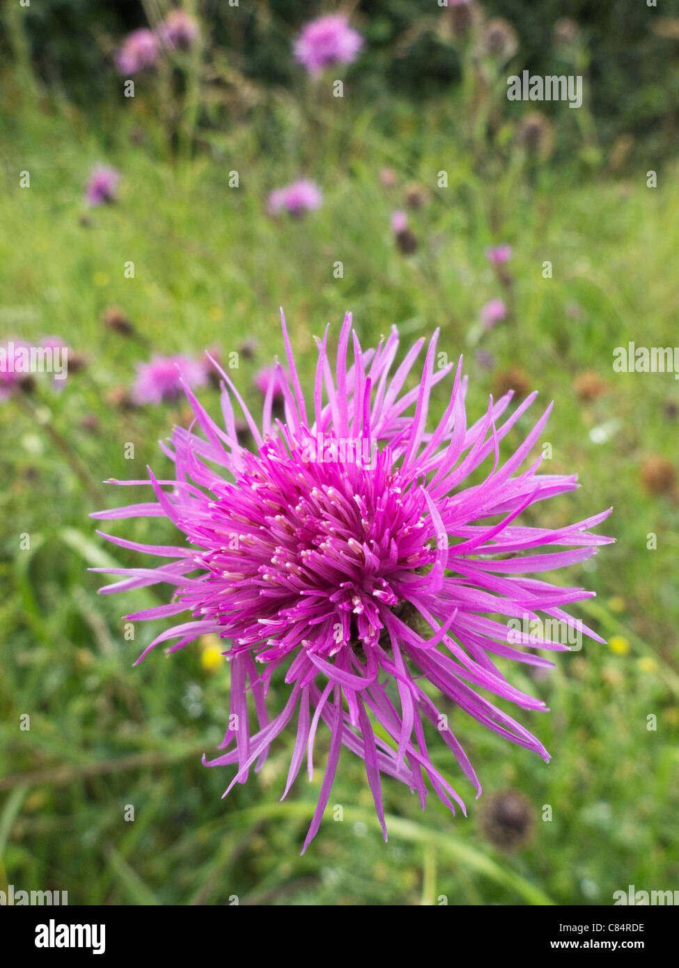 Common knapweed flowering hi-res stock photography and images - Alamy